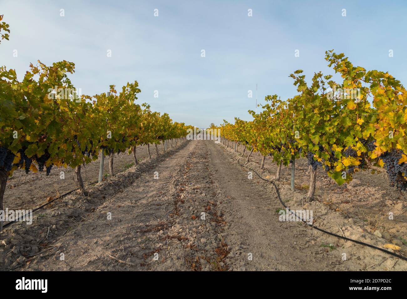 Campo de borja garnacha hi-res stock photography and images - Alamy