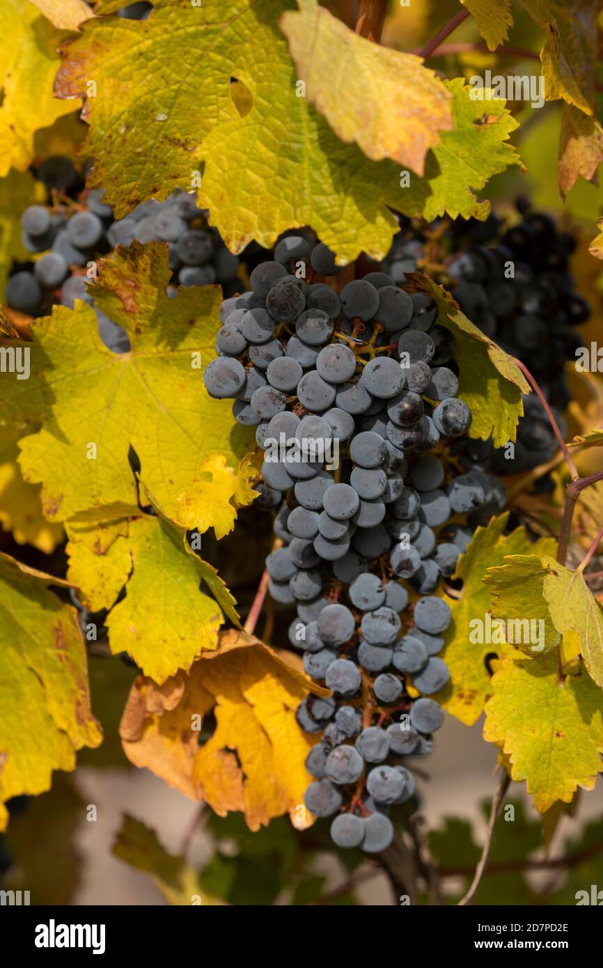 Magallon town hi-res stock photography and images - Alamy