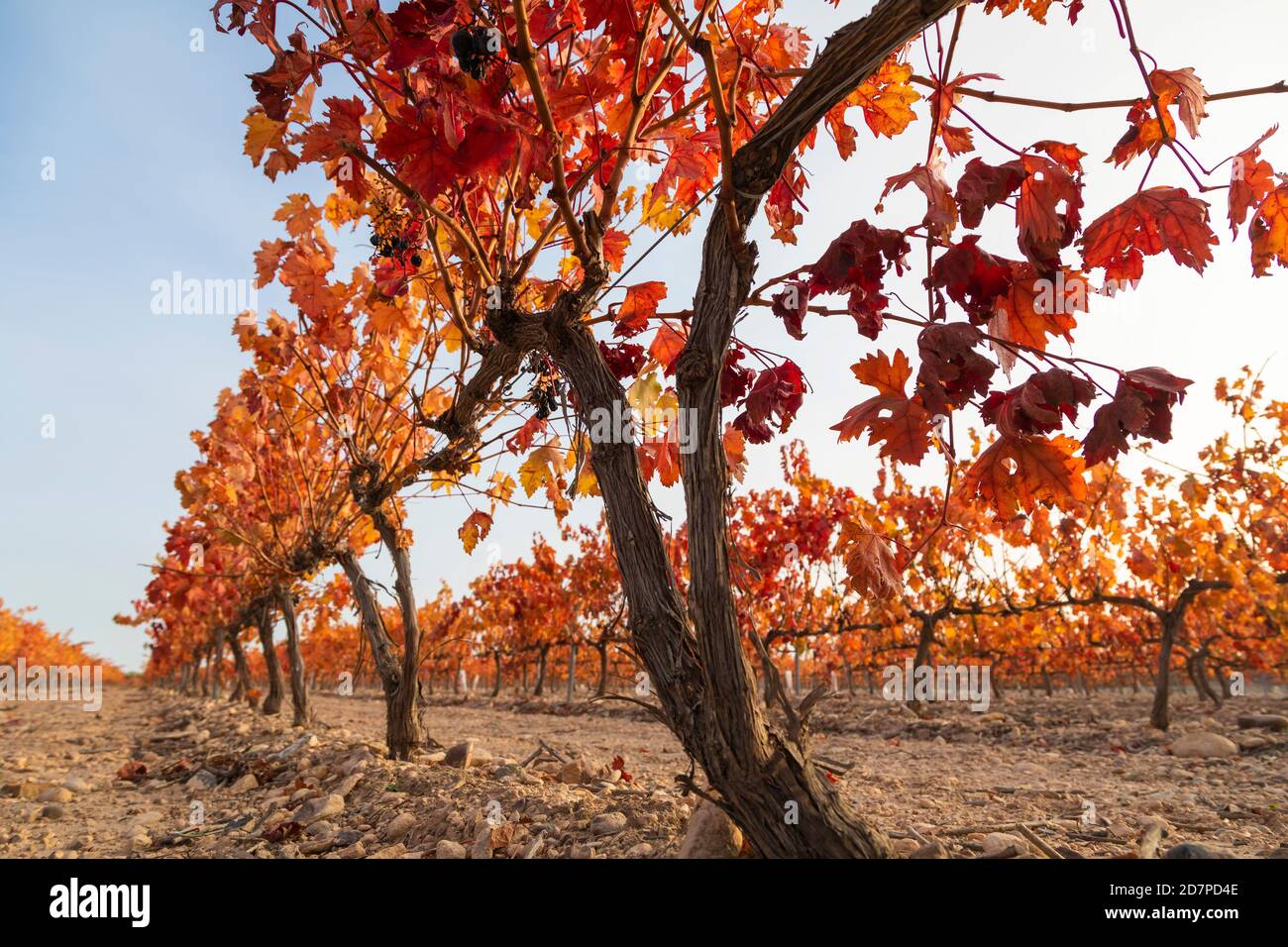 Campo de borja garnacha hi-res stock photography and images - Alamy