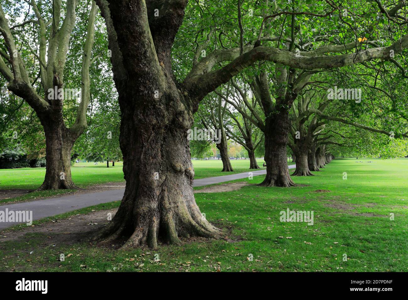 Tree avenue on Jesus Green, Cambridge City, Cambridgeshire, England, UK ...