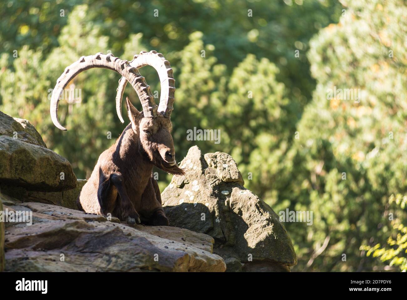 Capricorn ibex hi-res stock photography and images - Alamy