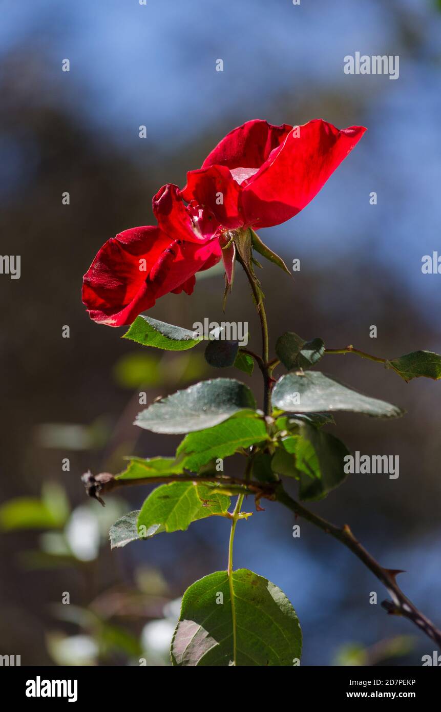 Closeup of a withered red rose on a bush Stock Photo - Alamy
