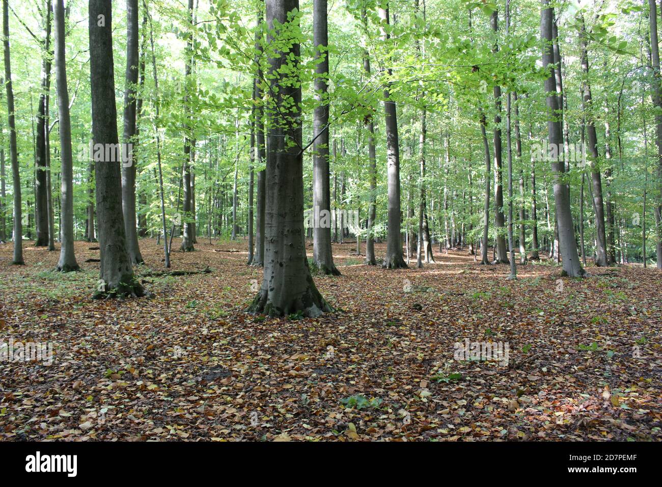 Trees in the forest Stock Photo - Alamy