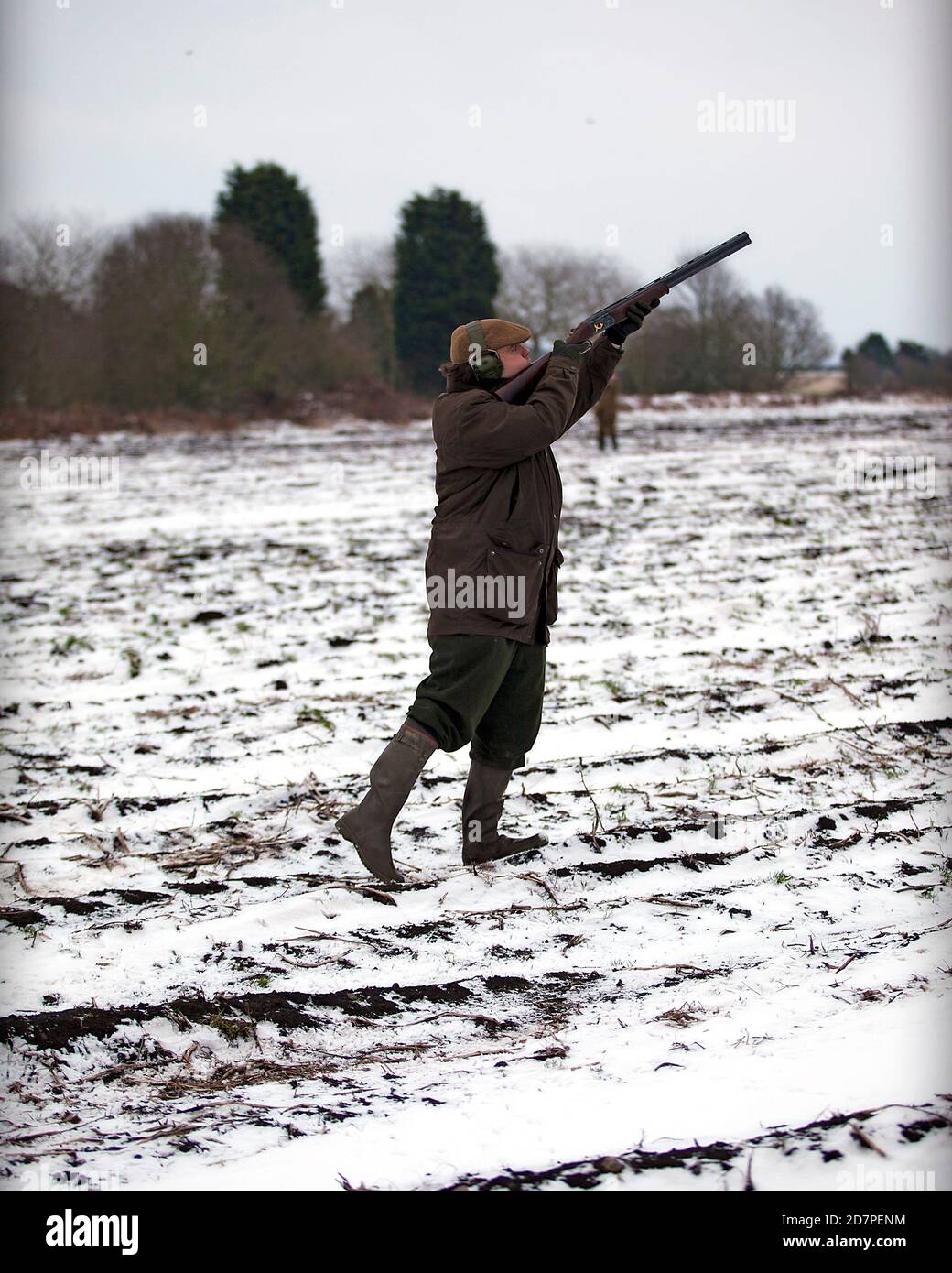 Shooting in the show on a driven game shoot in Lancashire, England ...