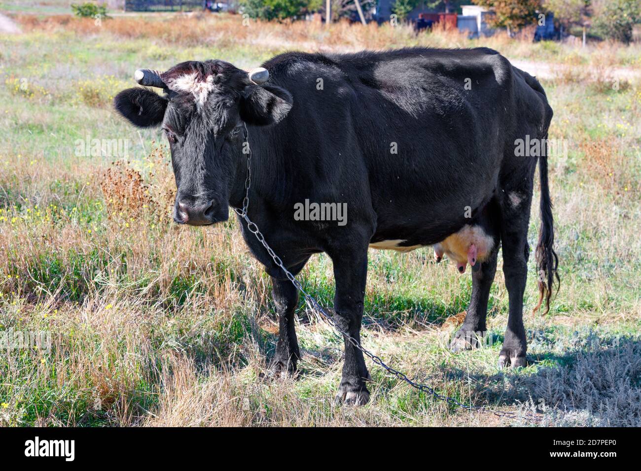 Chain around neck hi-res stock photography and images - Alamy