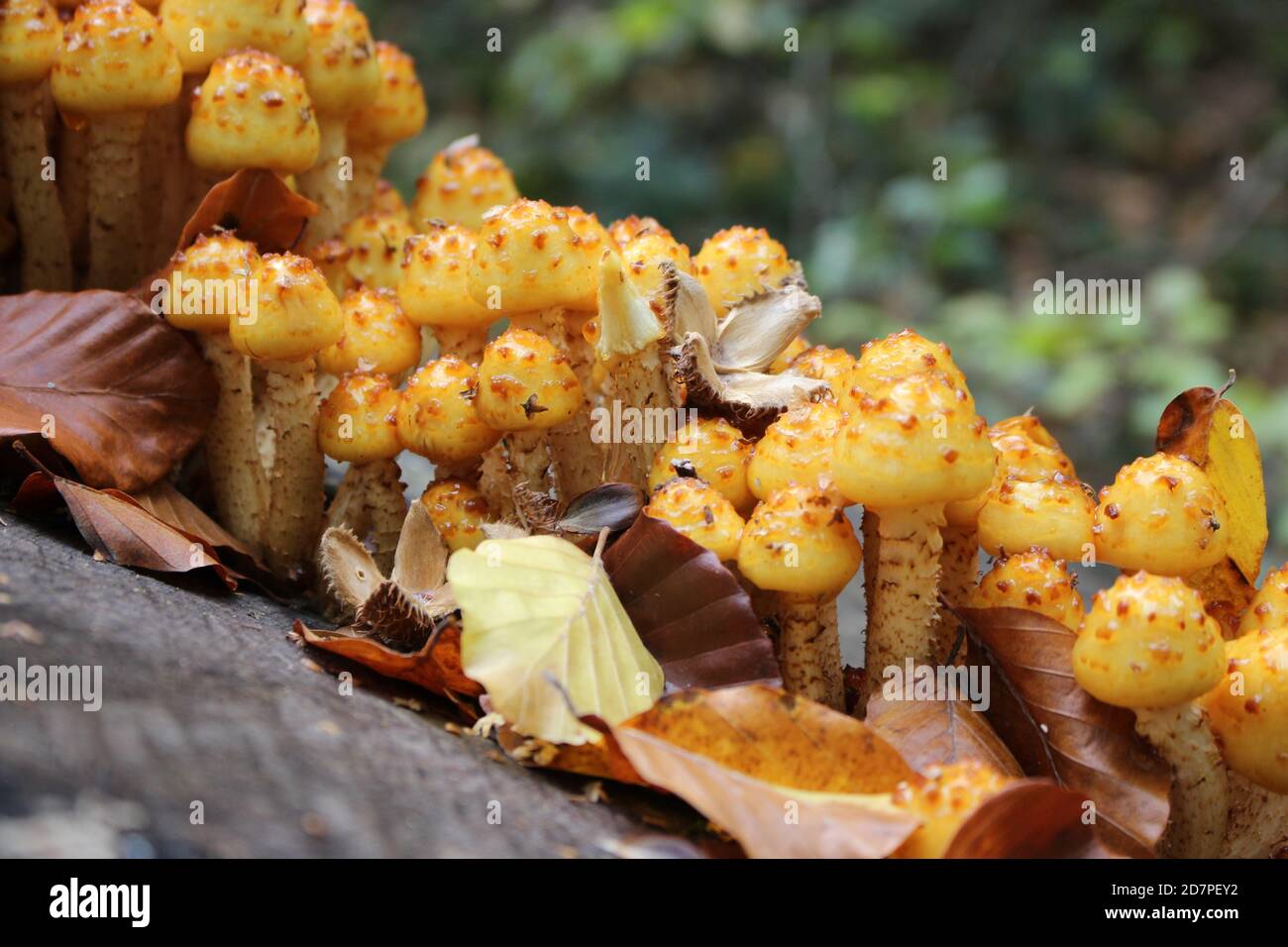 Mushrooms in the forest Stock Photo - Alamy