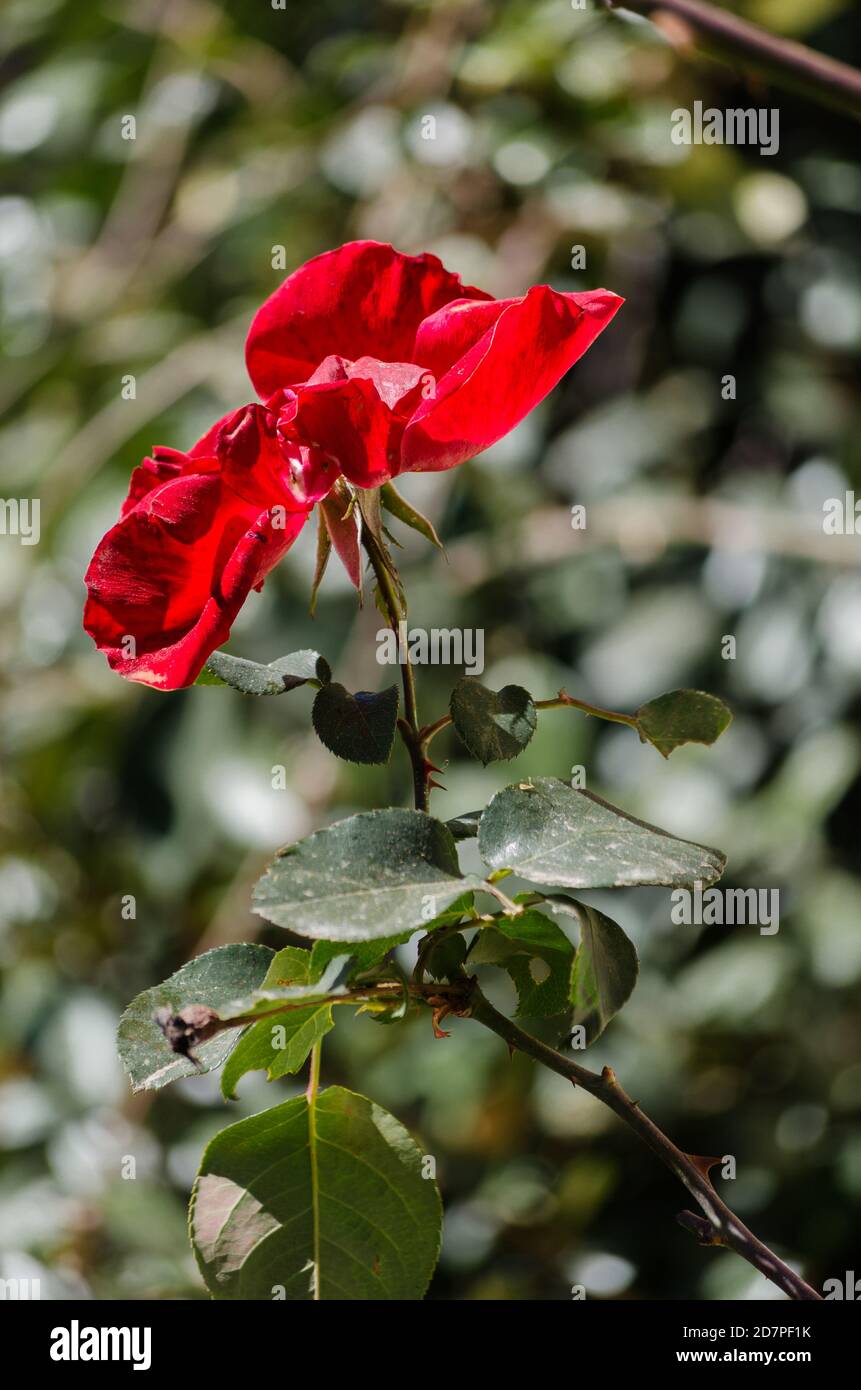 Closeup of a withered red rose on a bush isolated on a blurry ...