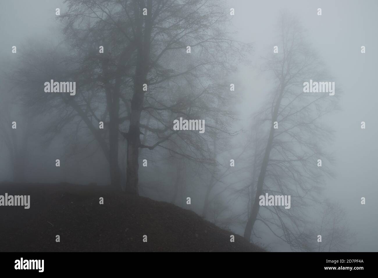 Dark creepy foggy forest hi-res stock photography and images - Alamy