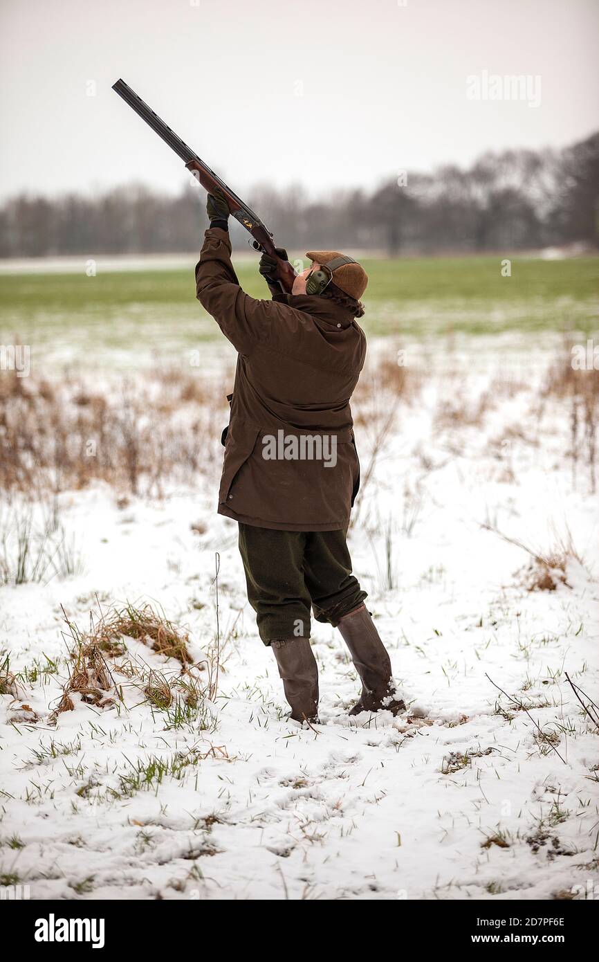 Shooting in the show on a driven game shoot in Lancashire, England ...