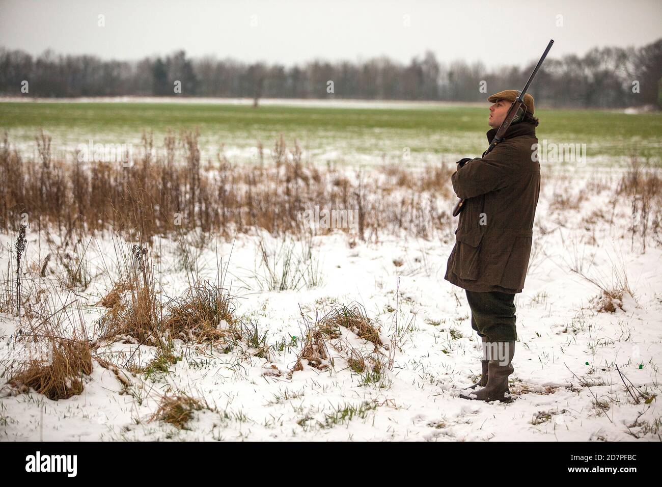 Shooting in the show on a driven game shoot in Lancashire, England ...