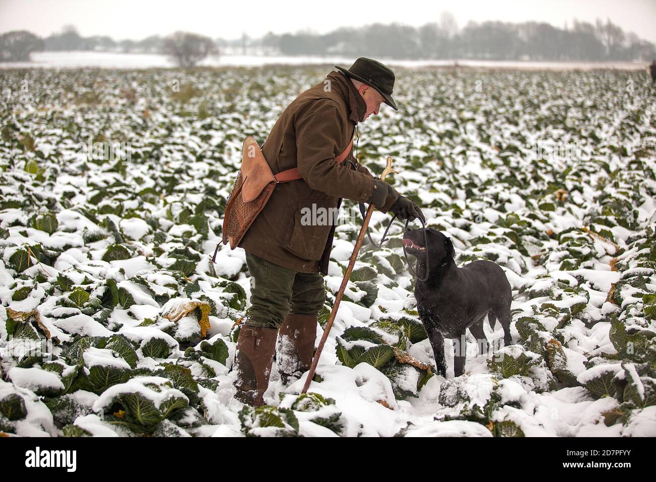 Shooting in the show on a driven game shoot in Lancashire, England ...