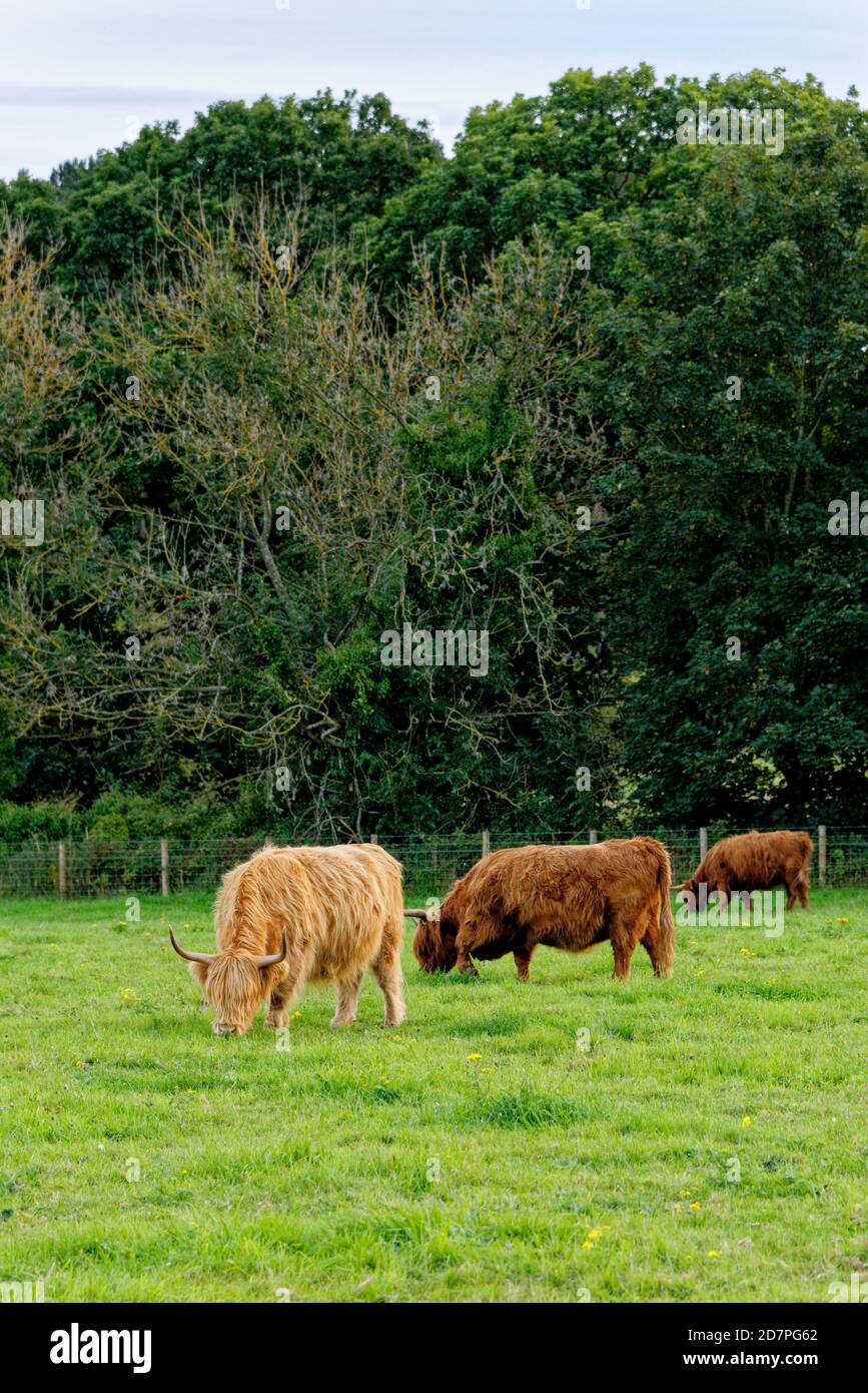 Cow. Scotish highland cattle - Highlands, Scotland, United Kingdom ...