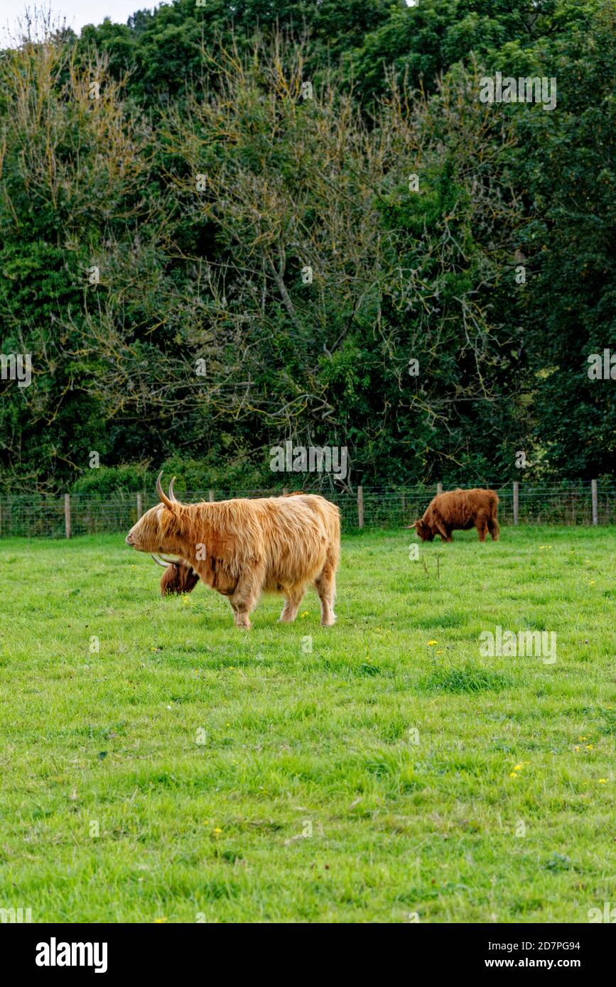 Cow. Scotish highland cattle - Highlands, Scotland, United Kingdom ...