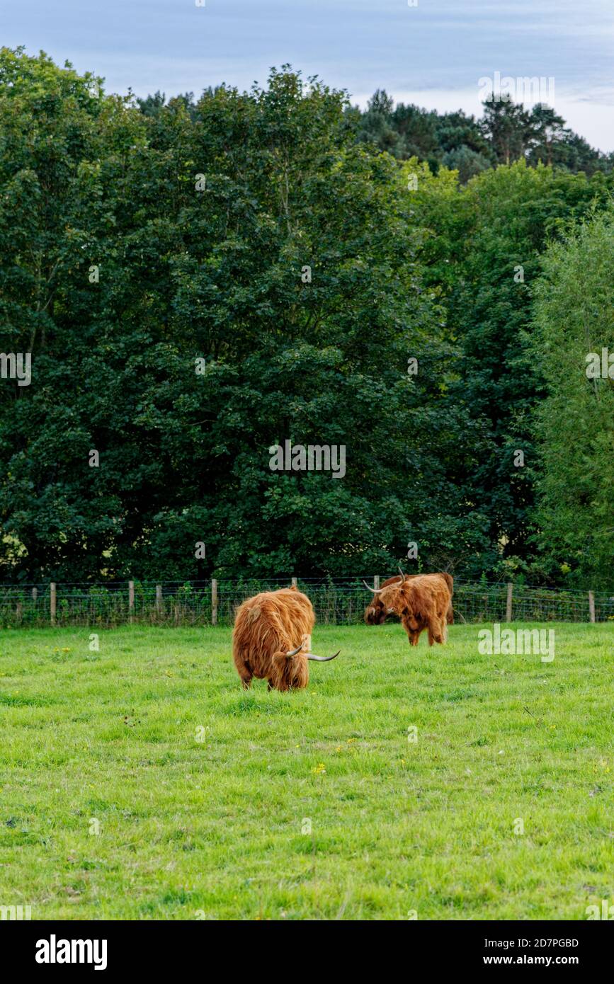 Cow. Scotish highland cattle - Highlands, Scotland, United Kingdom ...