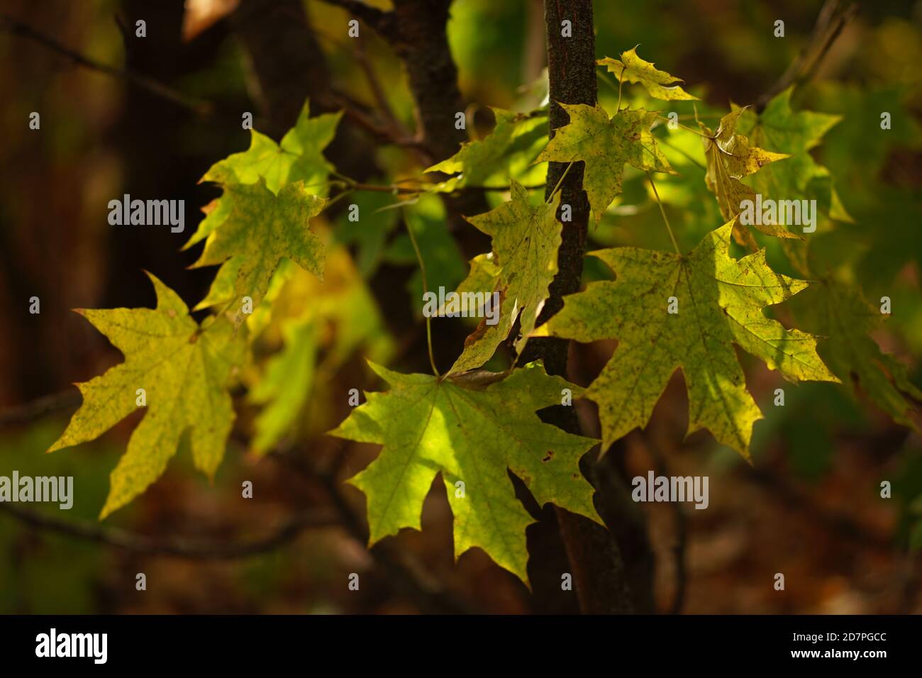 Old growth big leaf maple tree hi-res stock photography and images - Alamy