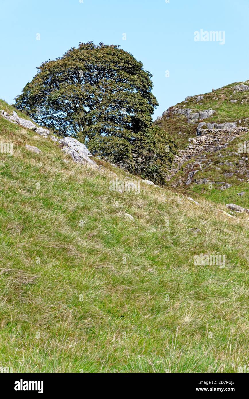 Hadrians wall at Sycamore Gap between Housesteads and Steel Rigg ...