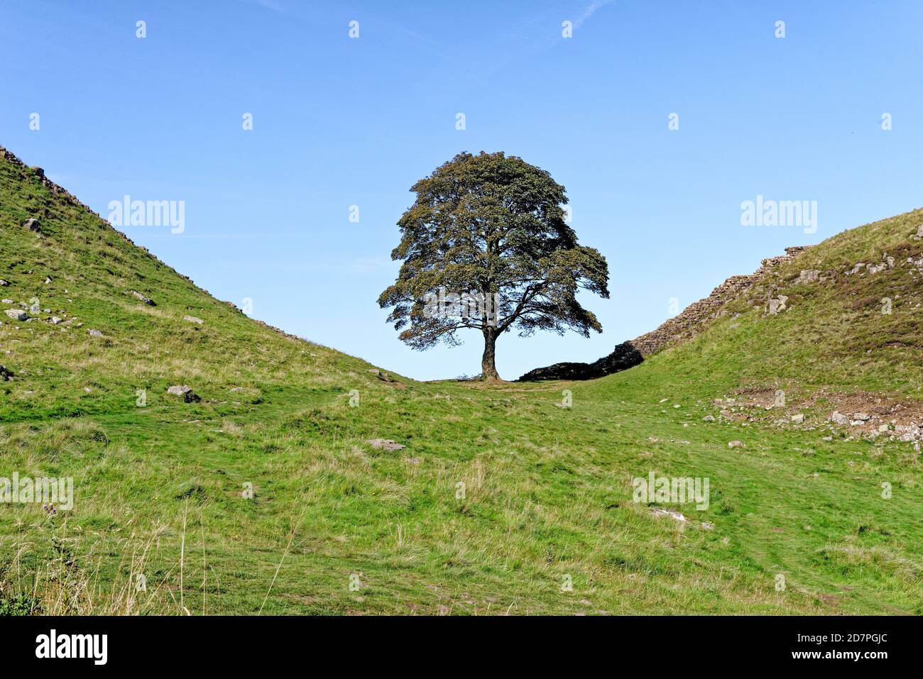 Hadrians wall at Sycamore Gap between Housesteads and Steel Rigg ...