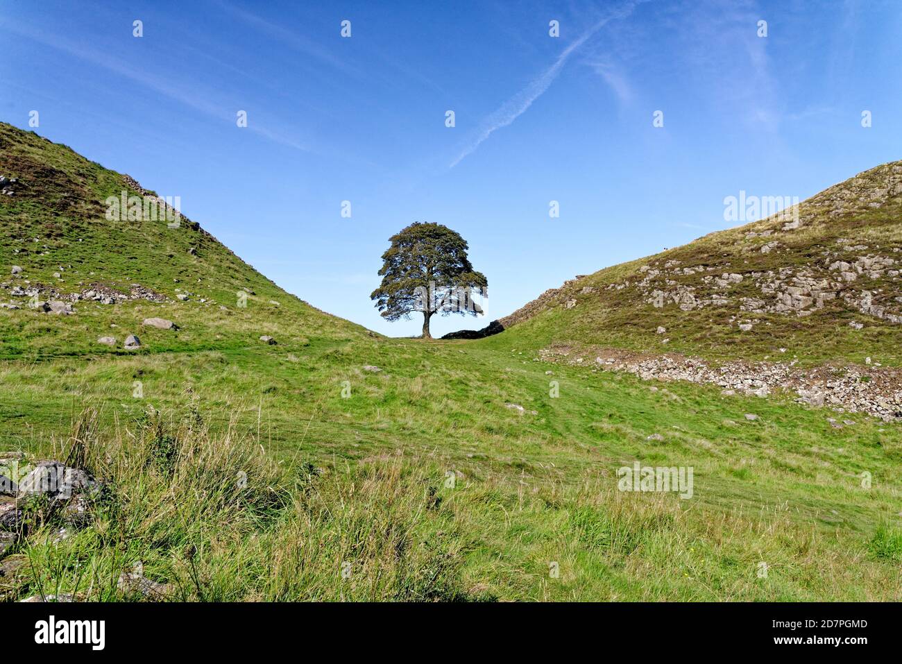 Robin Hood Tree Sycamore Gap High Resolution Stock Photography and ...