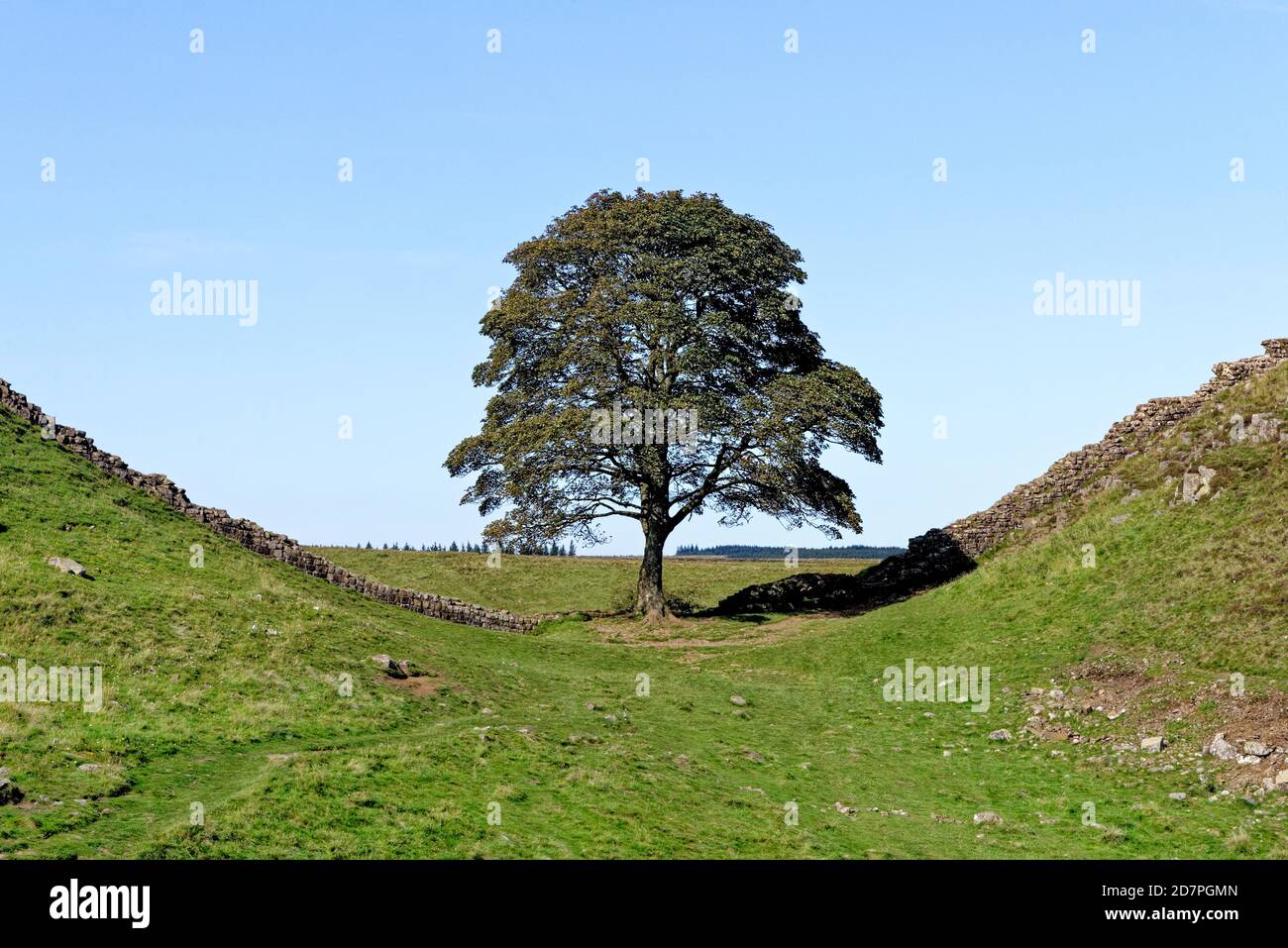 Hadrians wall at Sycamore Gap between Housesteads and Steel Rigg ...