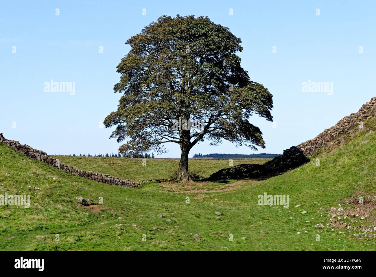 Hadrians wall at Sycamore Gap between Housesteads and Steel Rigg ...