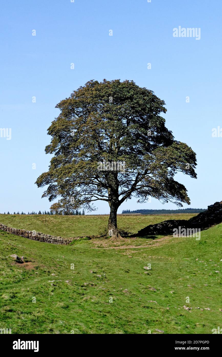 Hadrians wall at Sycamore Gap between Housesteads and Steel Rigg ...