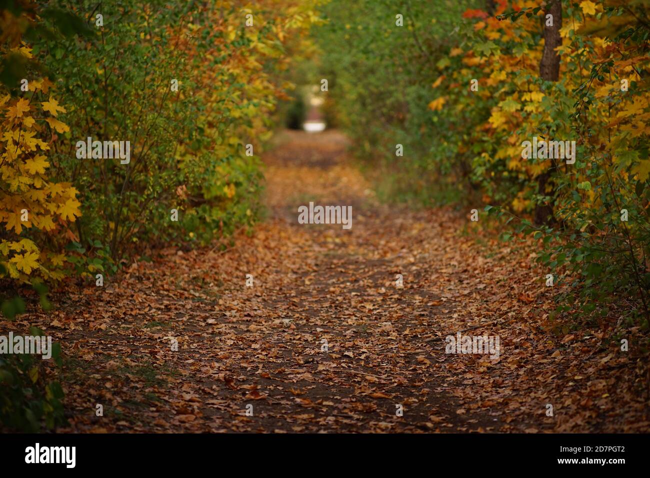 Autumn forest with different trees and dry brown eaves on the road ...