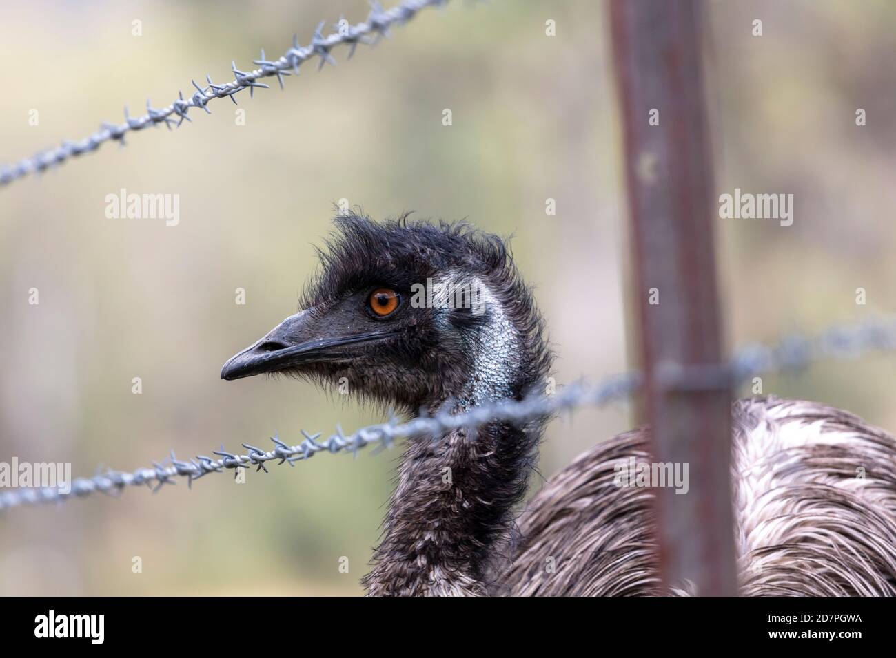 An Australian Emu walking along a barbed wire fence in the outback in ...