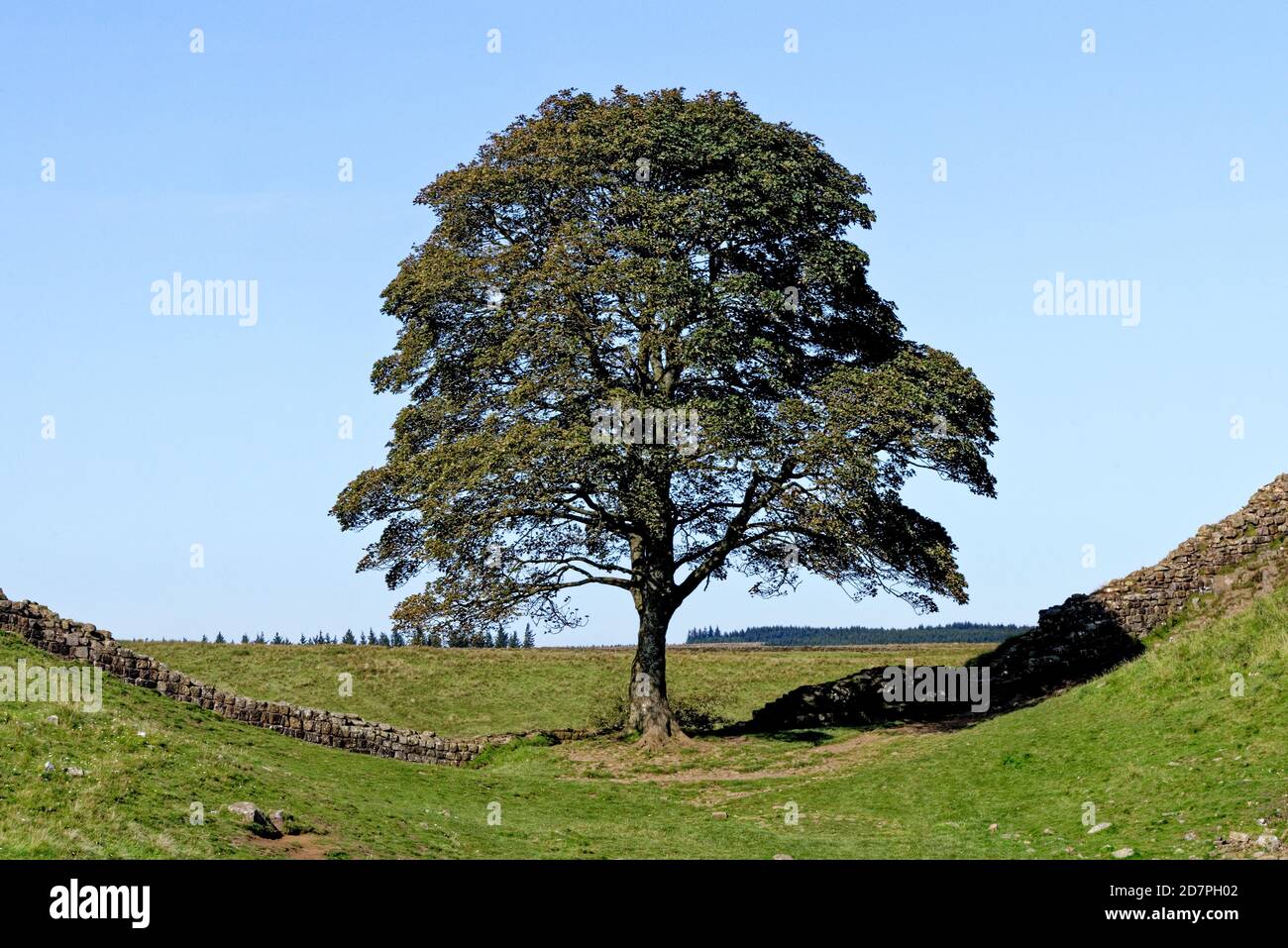 Hadrians wall at Sycamore Gap between Housesteads and Steel Rigg ...