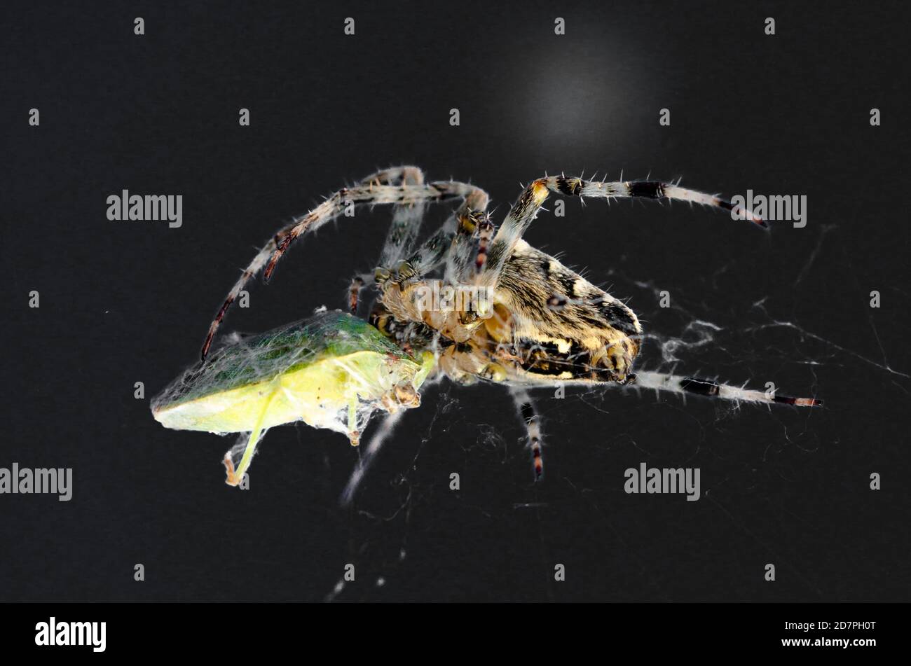Macro of a spider attacking a bug with dark black background Stock ...