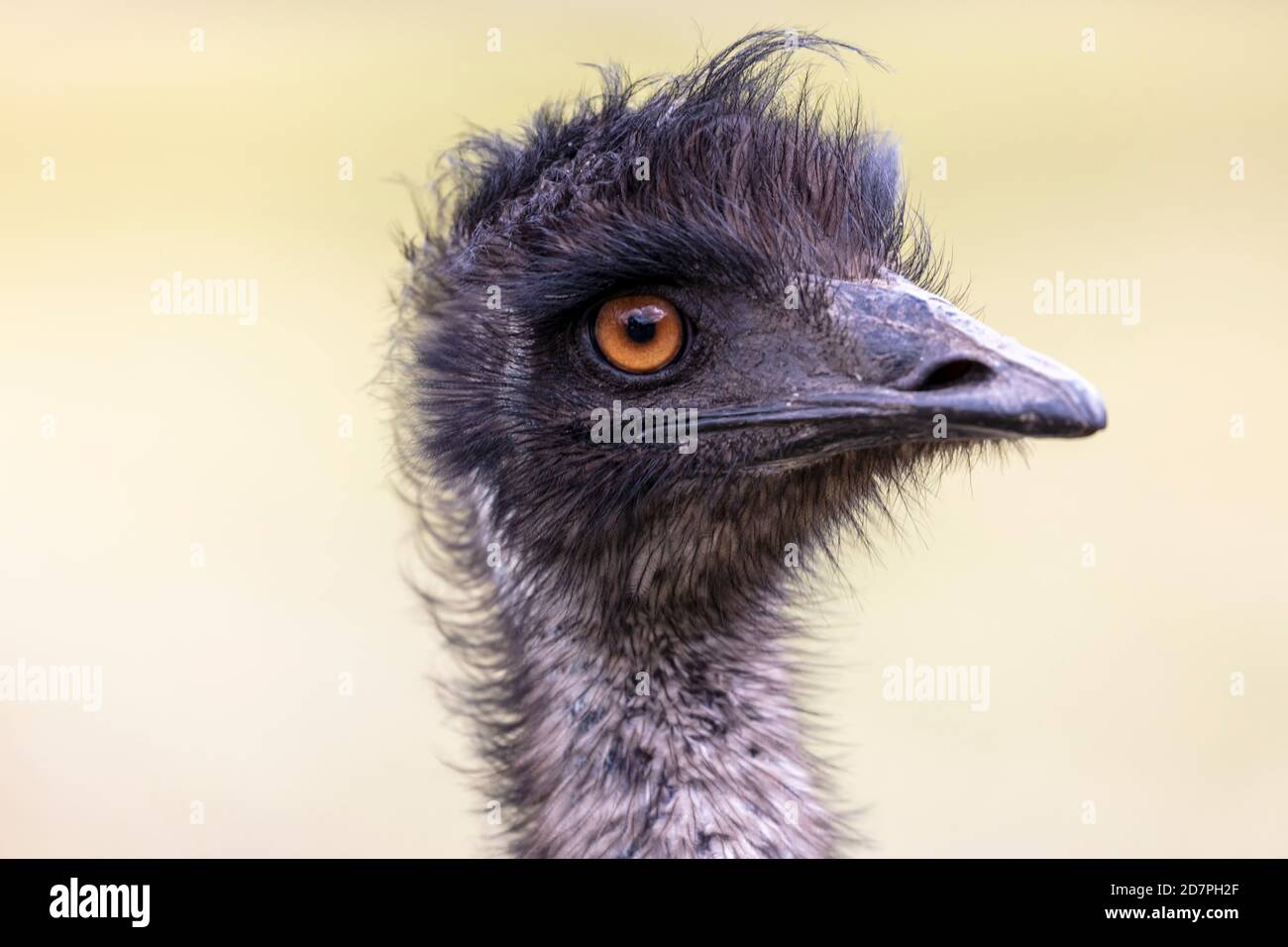 Close up portrait of the head of an Australian Emu in an outback field ...