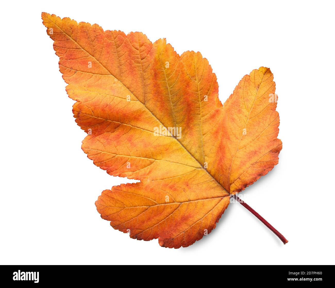 Autumn leaf isolated on white background with shadows, clipping path ...