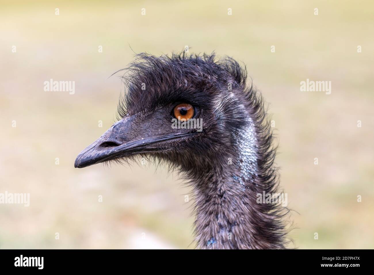 Close up portrait of the head of an Australian Emu in an outback field ...
