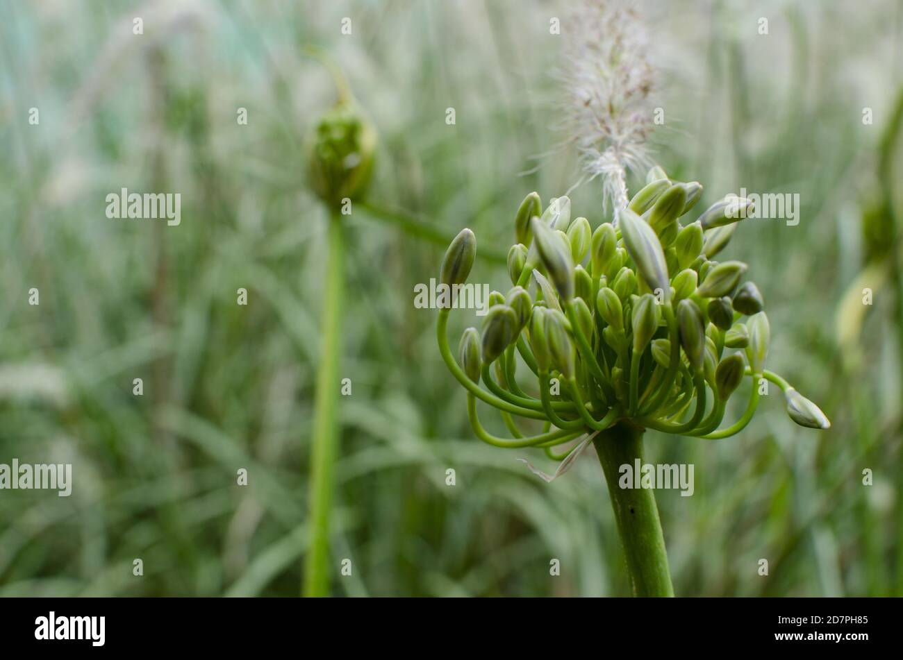 Closeup shot of Florence plants in a rural area Stock Photo - Alamy