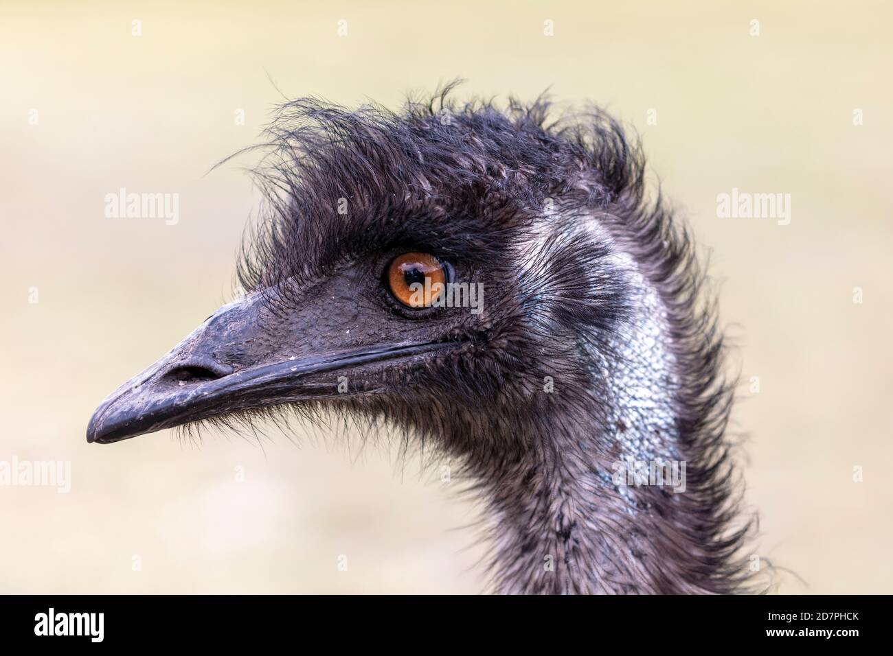 Close up portrait of the head of an Australian Emu in an outback field ...