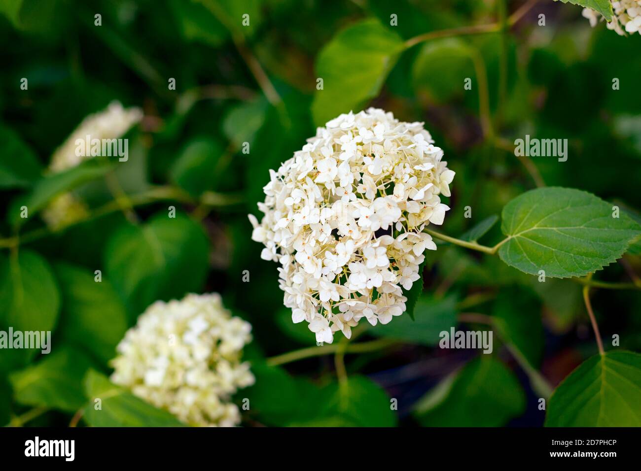 White hydrangea blooming hi-res stock photography and images - Alamy