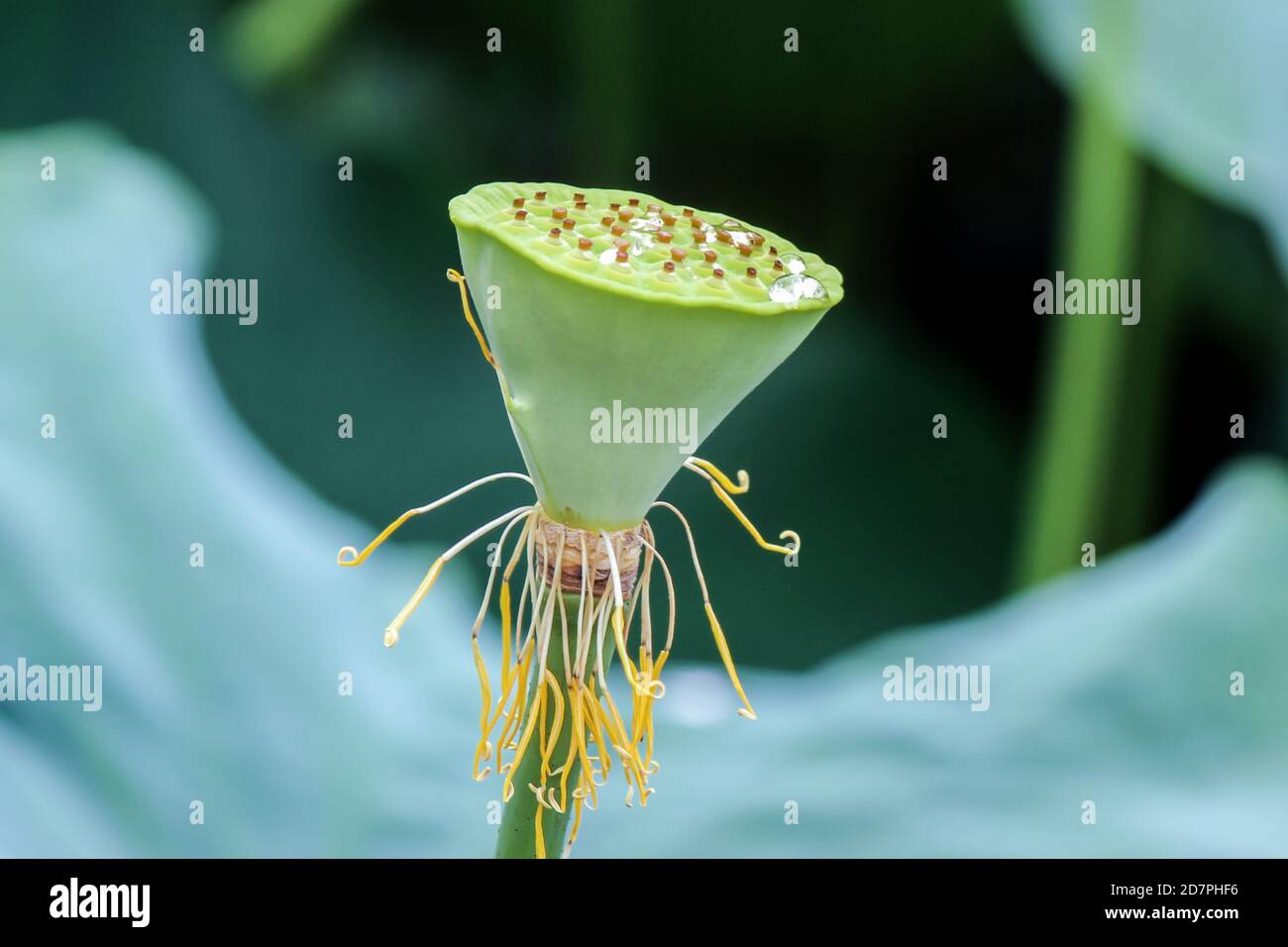 Water lily seed pod flower hi-res stock photography and images - Alamy