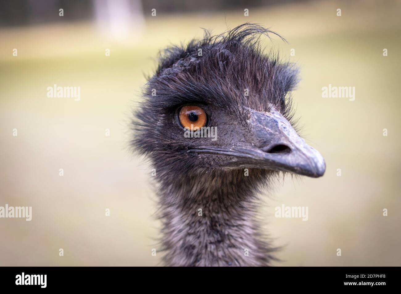 Close up portrait of the head of an Australian Emu in an outback field ...