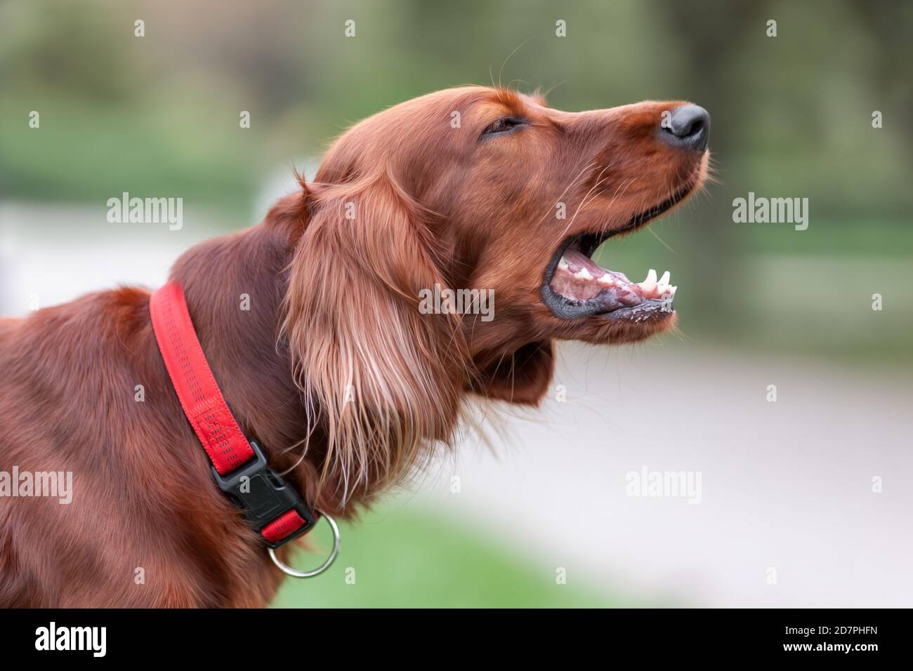 Irish setter dog profile hi-res stock photography and images - Alamy