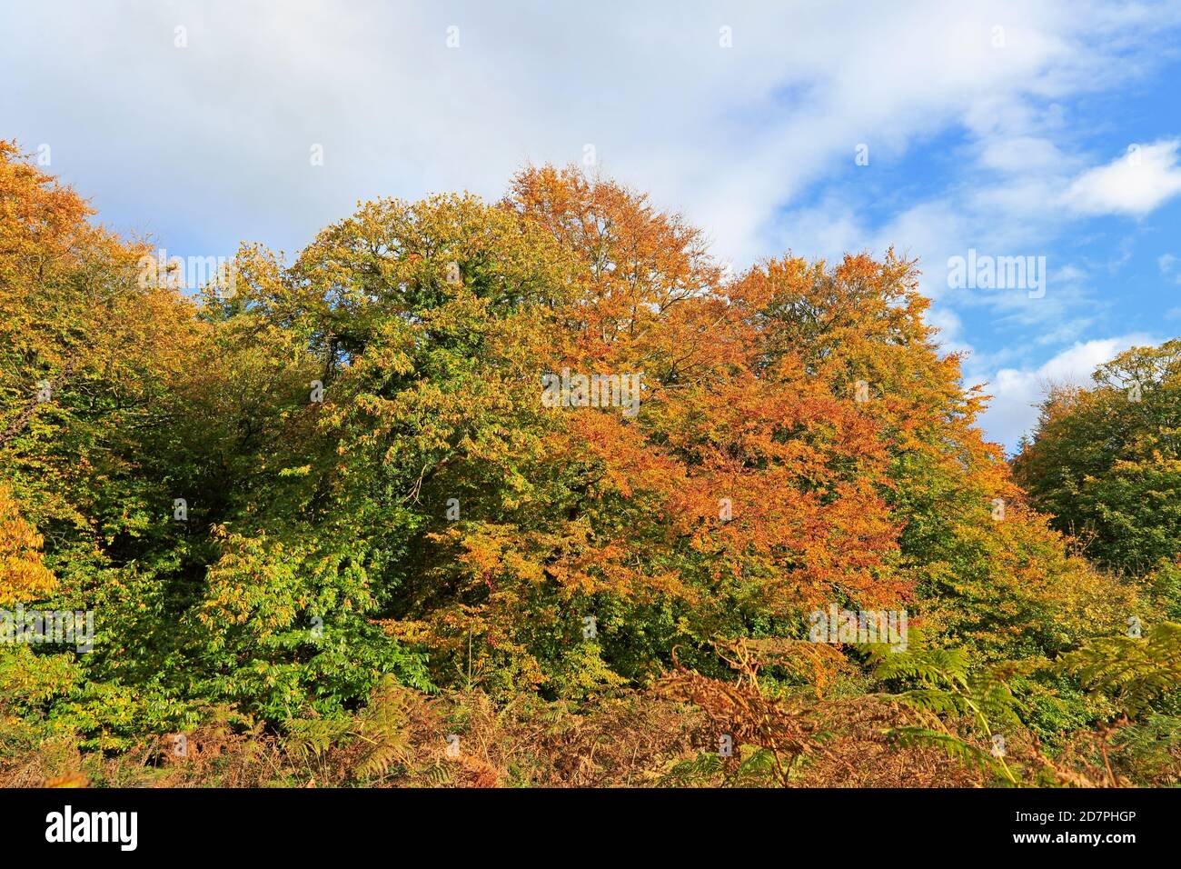 Autumn colours in the Forest of Dean UK Stock Photo - Alamy