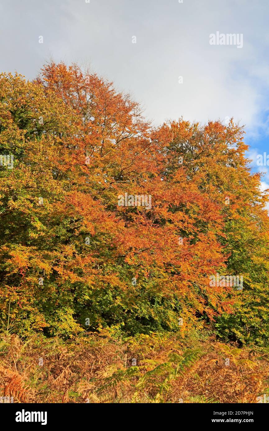 Autumn colours in the Forest of Dean UK Stock Photo - Alamy