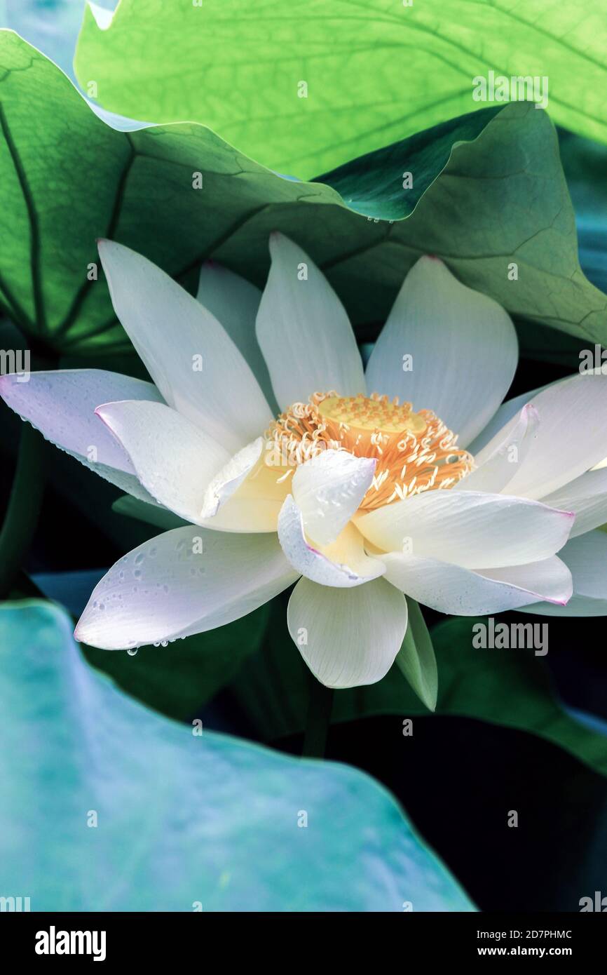 Blooming white lotus flower hi-res stock photography and images - Alamy