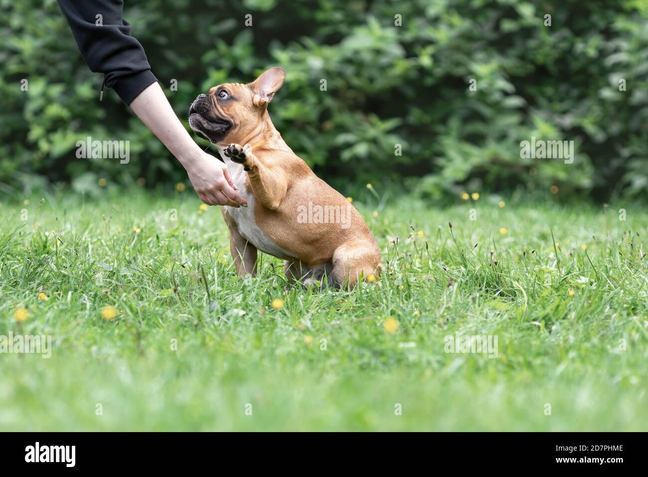 French bulldog dog of fawn color is training to give a paw command ...