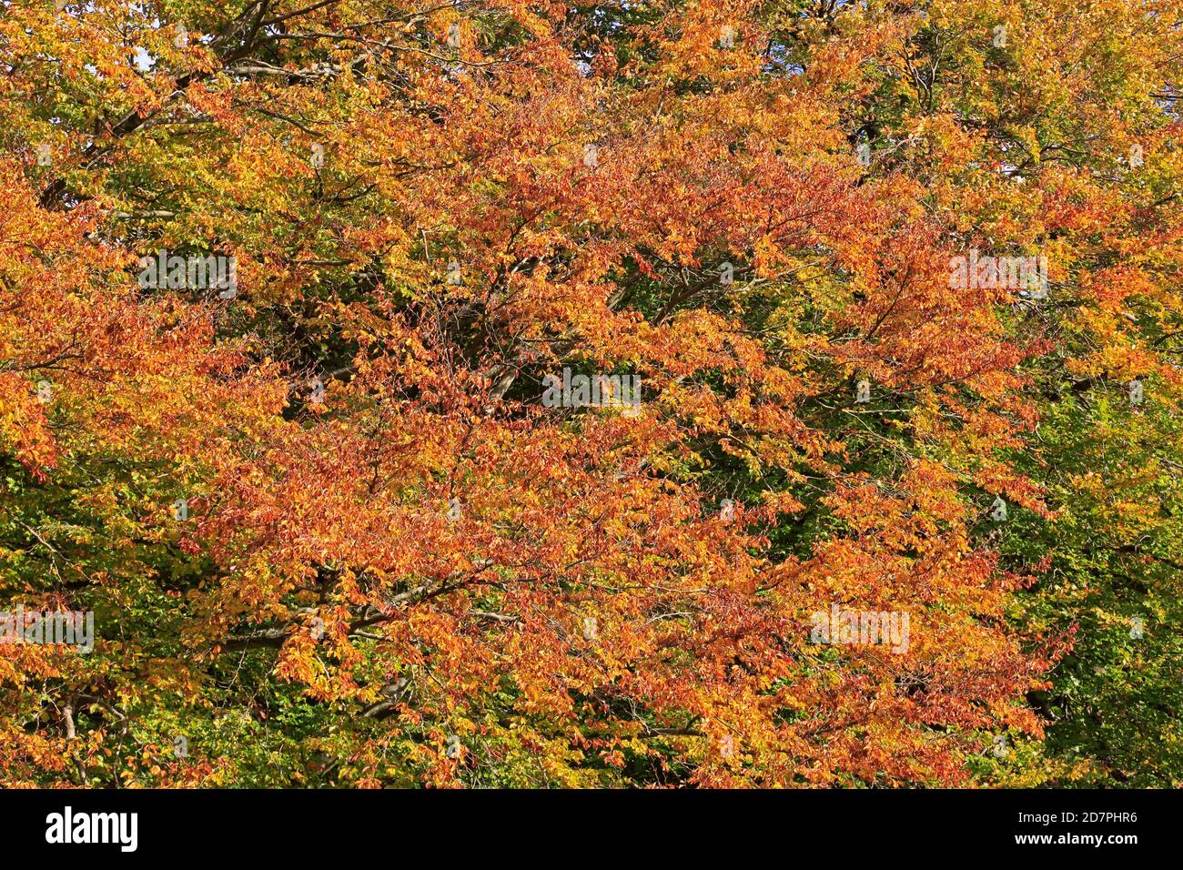 Autumn colours in the Forest of Dean UK Stock Photo - Alamy