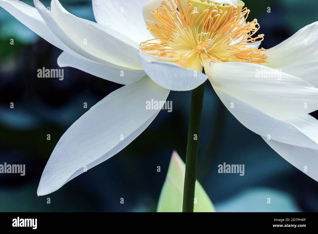 close up of white lotus flower with yellow stamen Stock Photo - Alamy