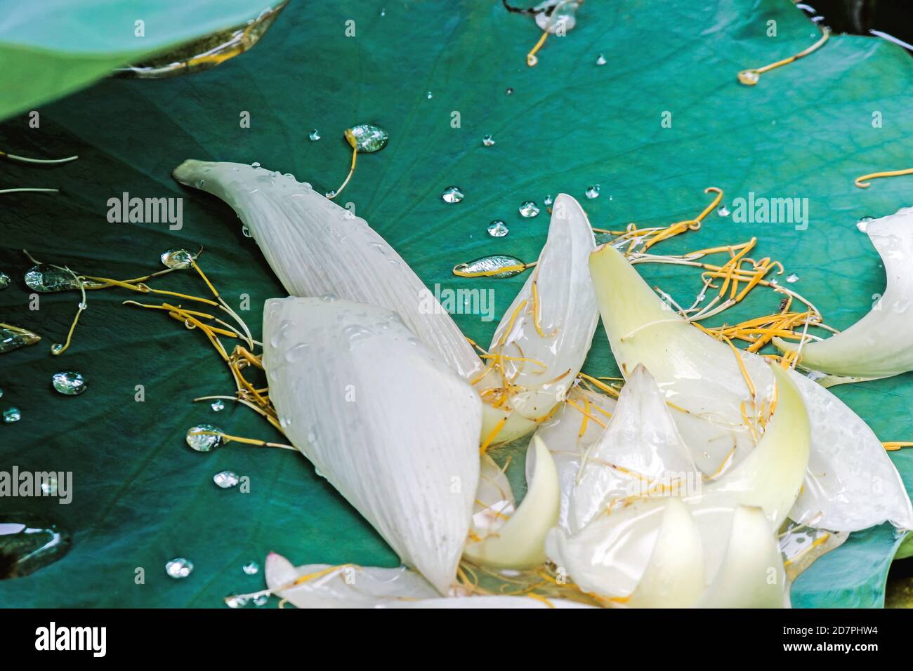 faded white lotus flower petals on big green leaf Stock Photo - Alamy