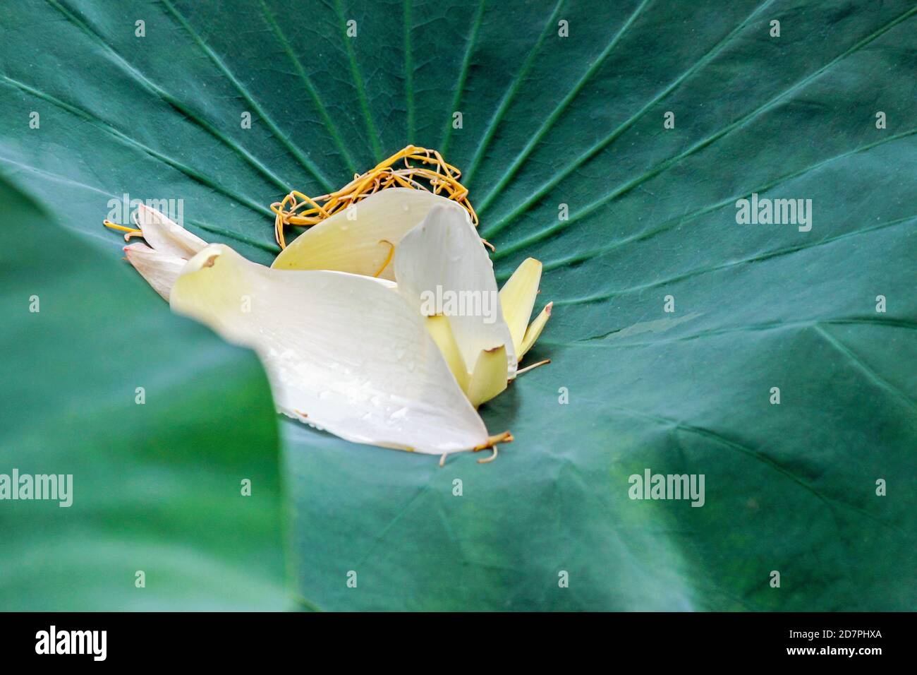 faded white lotus flower petals on big green leaf Stock Photo - Alamy