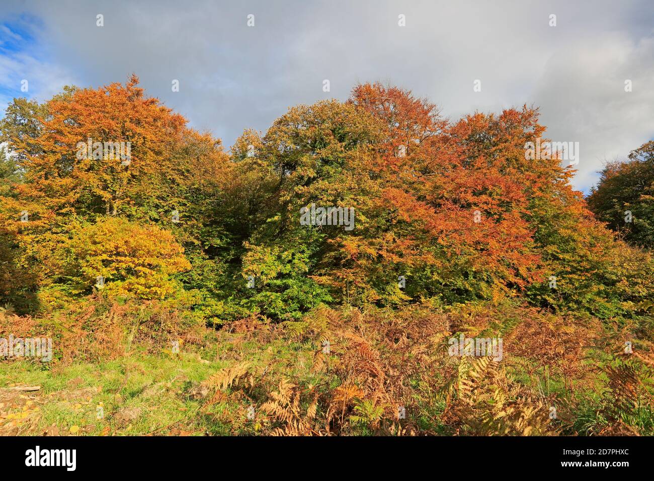 Autumn colours in the Forest of Dean UK Stock Photo - Alamy