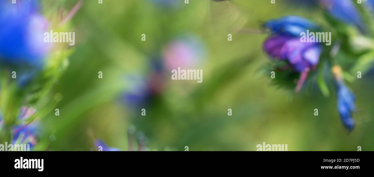 Close up of a purple and blue flower Stock Photo - Alamy