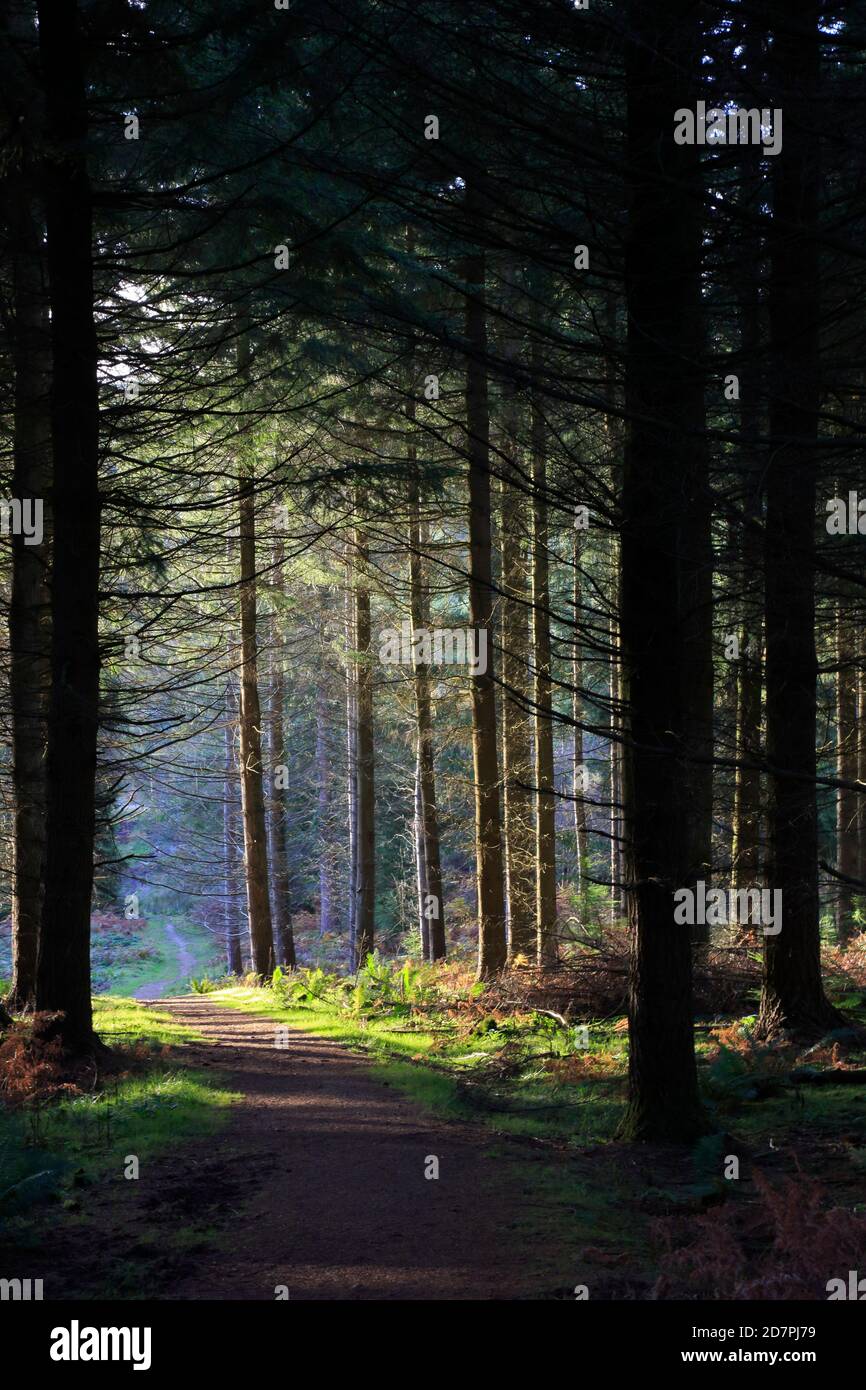 View through conifer trees late in the day Forest of Dean Stock Photo ...