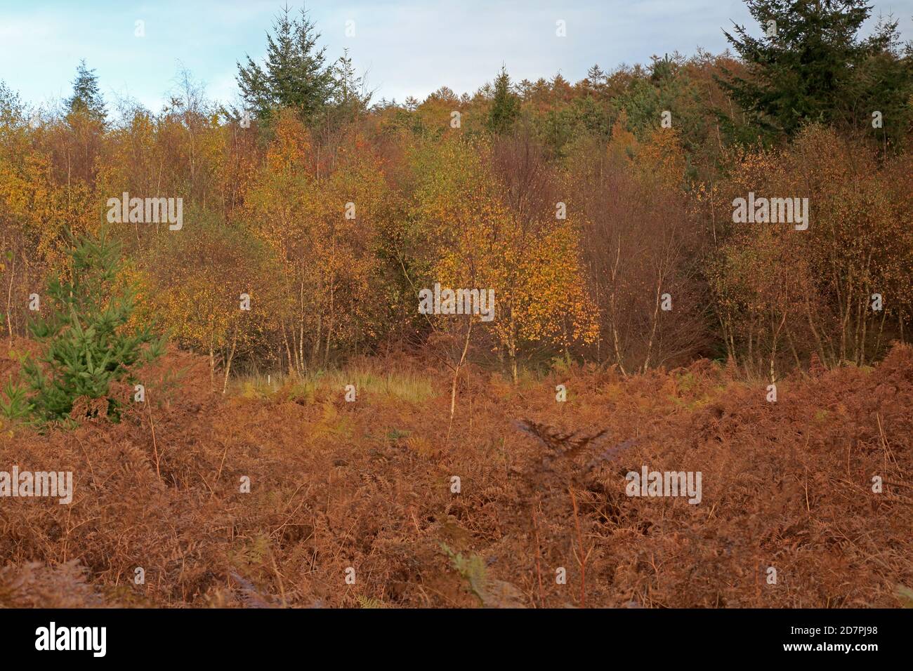 Autumn colours in the Forest of Dean UK Stock Photo - Alamy